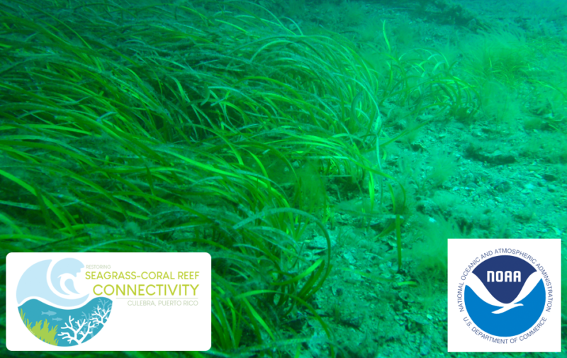 Restoring the seagrass-coral reef continuum habitats across heavily ...