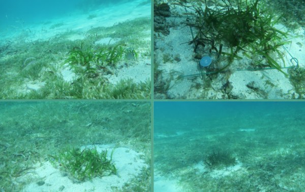 Are human impacts, alien seagrasses and environmental changes ...