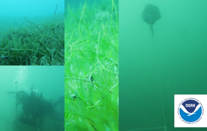 Impact of the invasive sea vine Halophila stipulacea on native ...