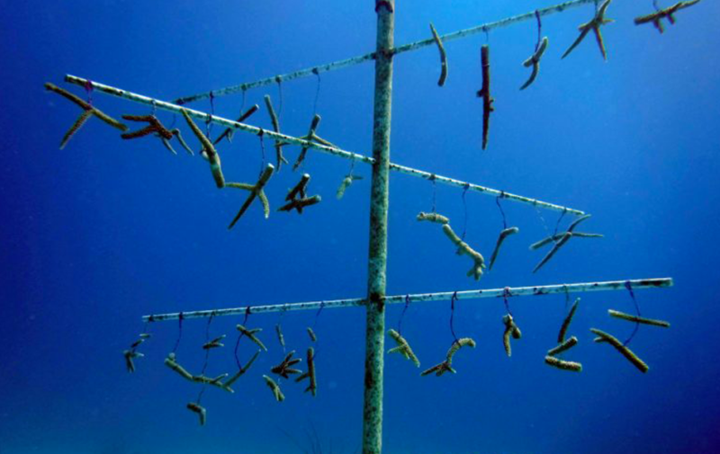 La hazaña de proteger y restaurar los arrecifes coralinos en Puerto ...